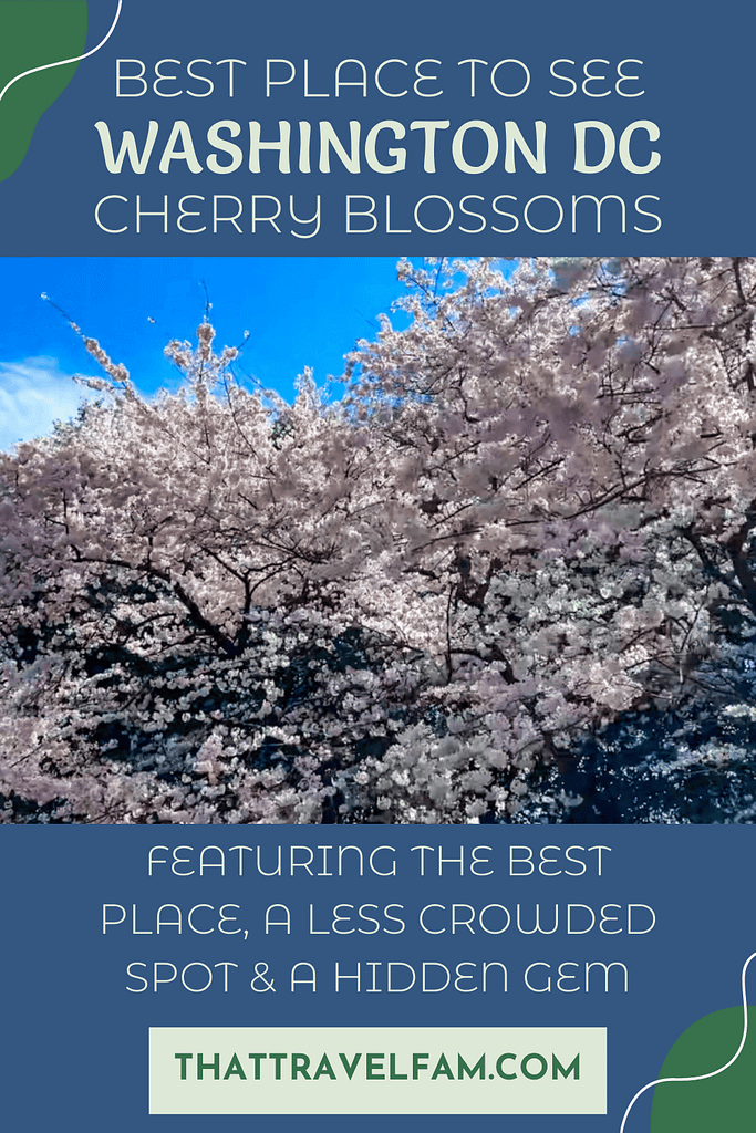 Best Place to See the Cherry Blossoms in Washington DC - That Travel Fam